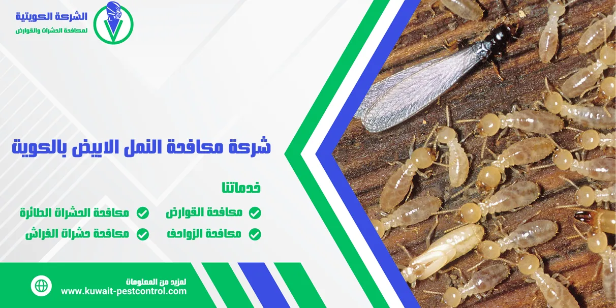 شركة مكافحة النمل الابيض بالكويت - 066861337 اتصل الان - الشركة الكويتية